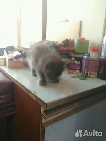 Шотландец кот 1месяц