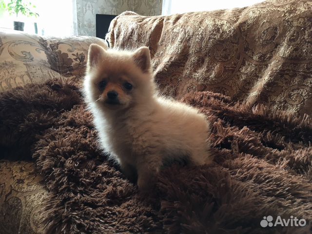 Кремовая девочка