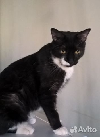 Интеллигентный котик