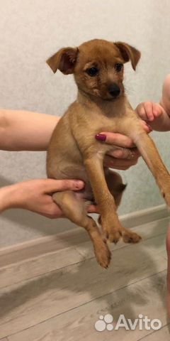 Тойчик и йорк