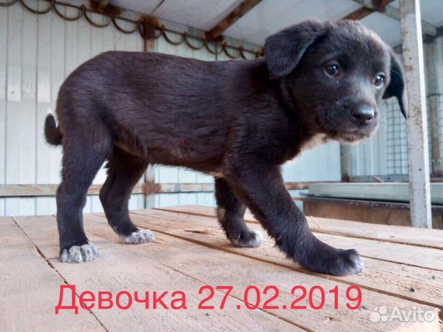 Бесплатно. Щеночки очень ждут хозяев