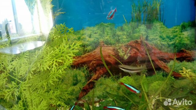 Гурами, неоны и водорослеед