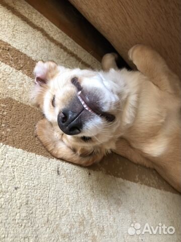 Собака ищет дом