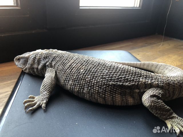 Капский варан