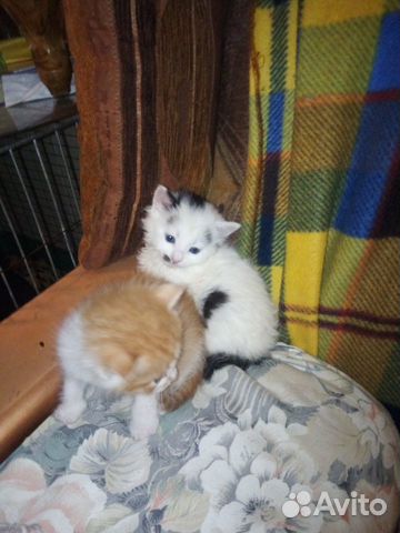 3 недельки котенок девочка