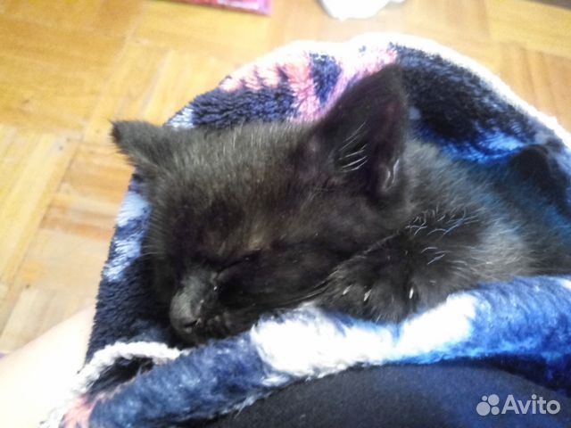 Котенок