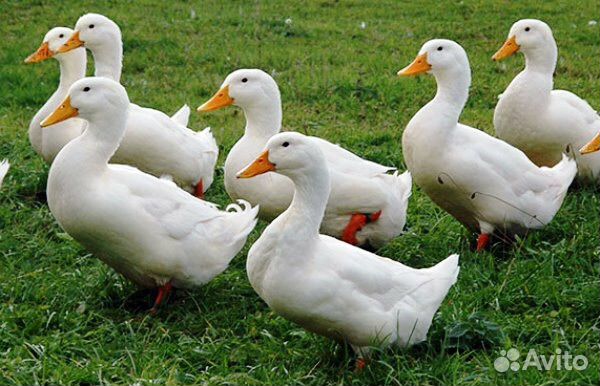 Утята Агидель