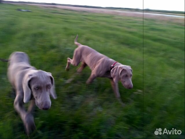 Серебряный призрак. Щенки Веймаранера