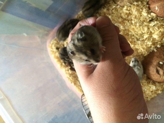 Джунгарский хомяк