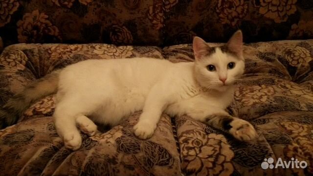 Отдам кошку