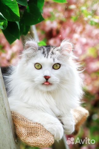 Забавные ушки-завитушки