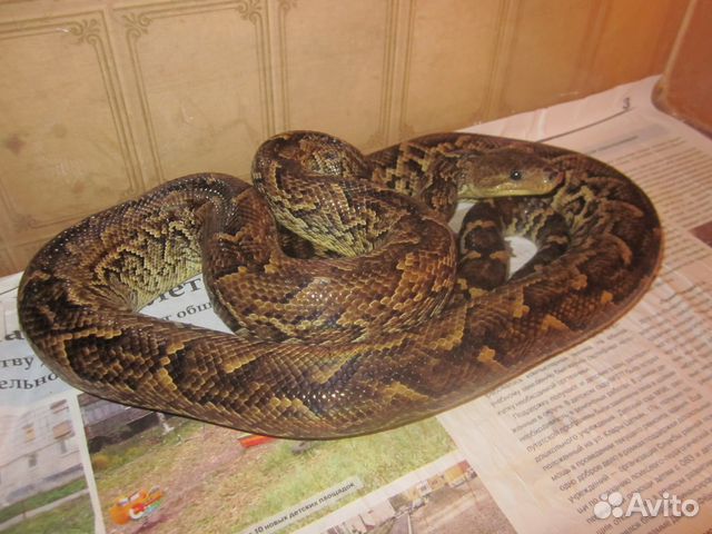 Кубинский удав