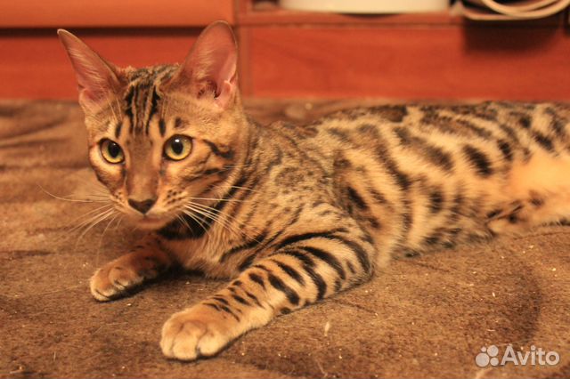 Бенгальская кошка