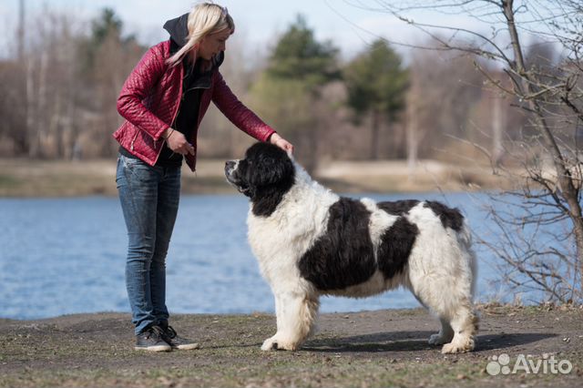 Щенки ньюфики