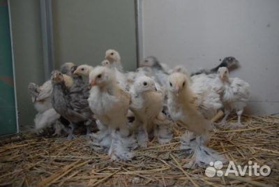 Цыпленок Брама