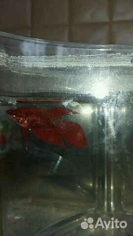 Рыбка самочка петушок