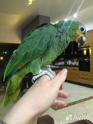 Продам попугая Венесуэльский Амазон