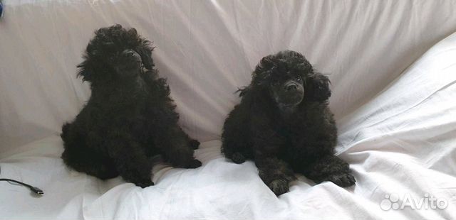 Той-пудель щенки девочка