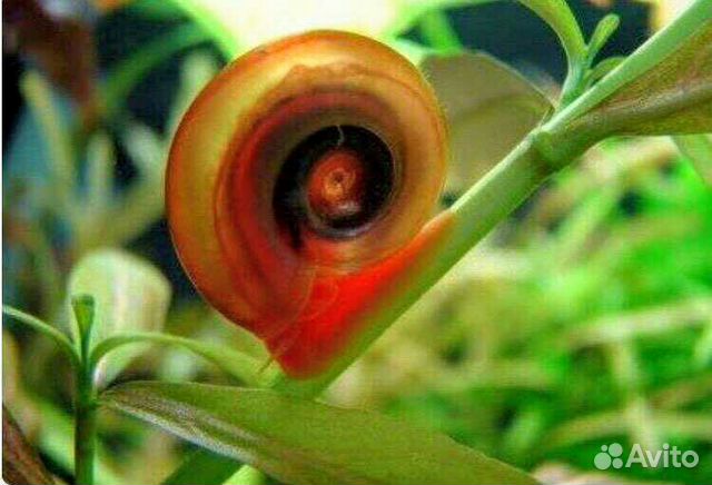 Улитки красные катушки