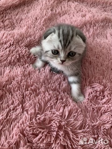 Шотландские котята