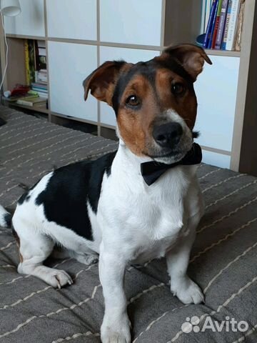 Джек Рассел терьер кобель для вязки