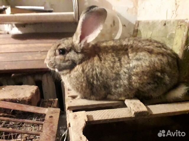 Кролик (мальчик 7мес.)