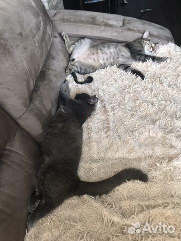 Британец Василий