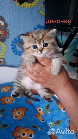 Британские котята серебристой шиншилы