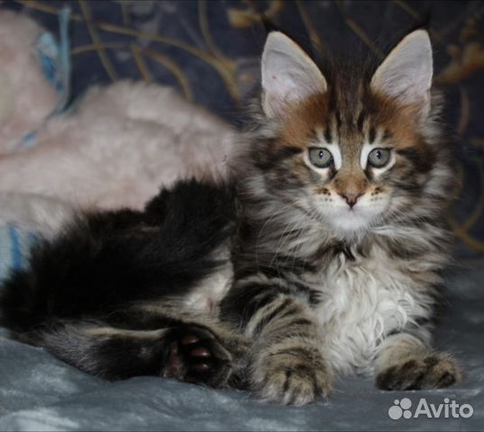 Котята Мейн Куна