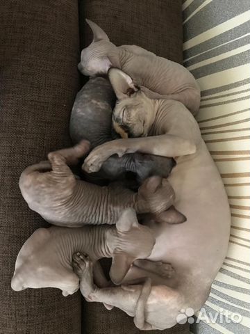 Котенок канадский сфинкс