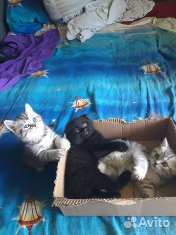 Котята