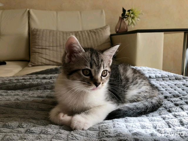 Котенок