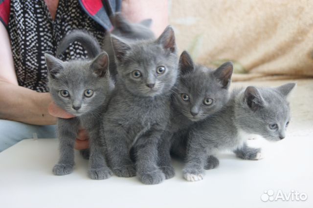 Космические красавцы 5 голубых котят 2 месяца