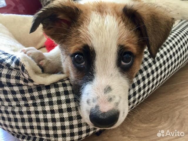 Щенок мальчик