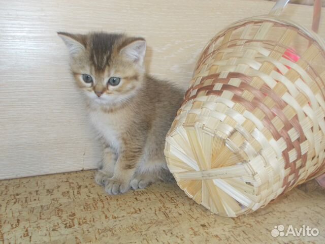 Британские красавцы