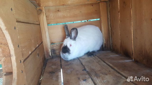 Самки Калифорния