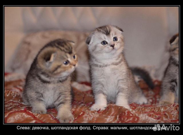 Продам золотистых малышей шотландской вислоухой. Р