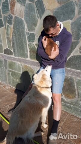 Собака для охраны загородного дома