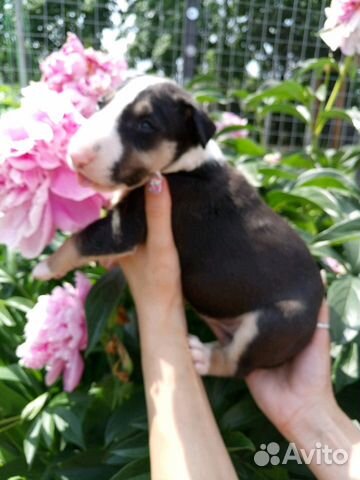 Шикарная крупная девочка стандартного бультерьера