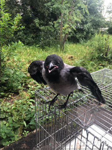 Отдам воронёнка