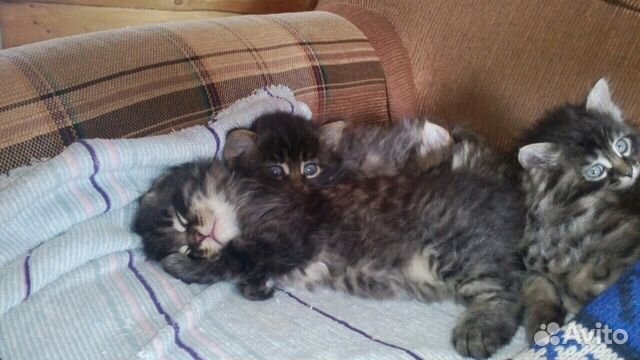 В хорошие руки