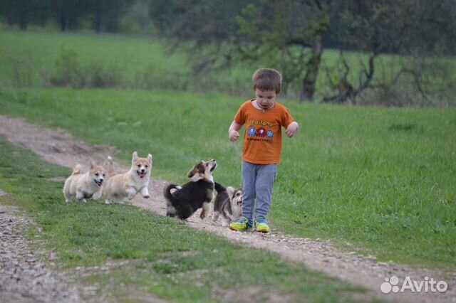 Вельш корги пемброк