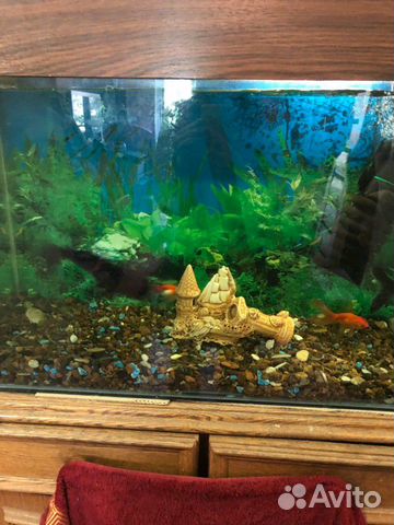 Аквариум