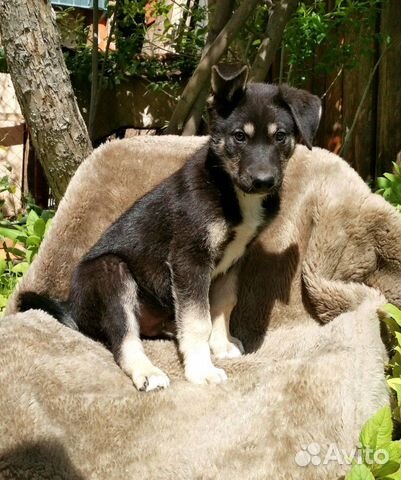 Щенок мальчик, в добрые руки