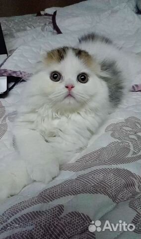Шикарный вислоухий мальчишка
