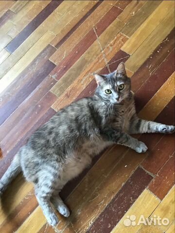 Кошечки дарю