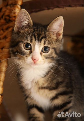 Котенок чудо девочка