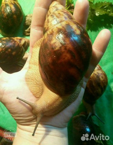 Ахатины и Архахатины