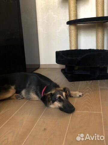 Щенулька красотулька