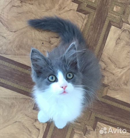 Котёнок (похож на норвежскую лесную кошку)